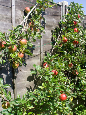 Apple (Cordon) Grow Guide