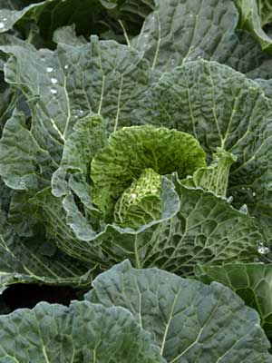Cabbage (Spring) Grow Guide