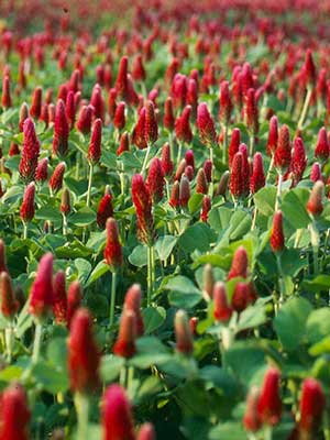 Crimson Clover Grow Guide