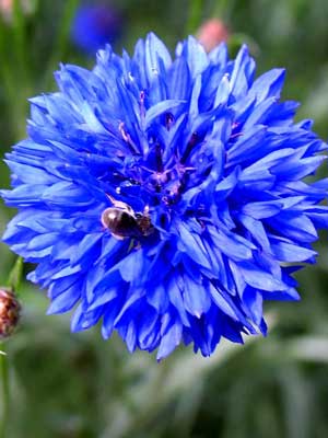 Cornflower Grow Guide