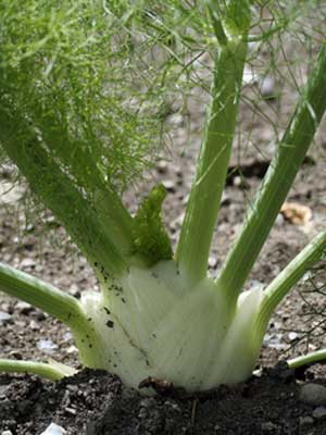 Fennel Grow Guide