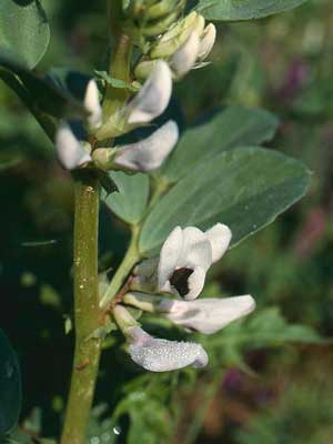 Winter Field Beans Grow Guide