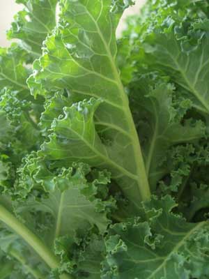 GrowVeg.com - GrowGuide Plant Index