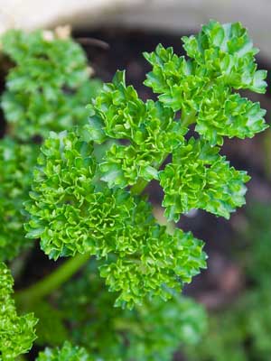 Parsley Grow Guide
