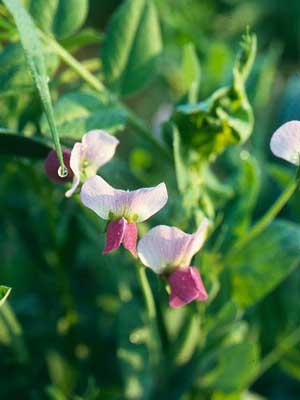 Winter Peas Grow Guide