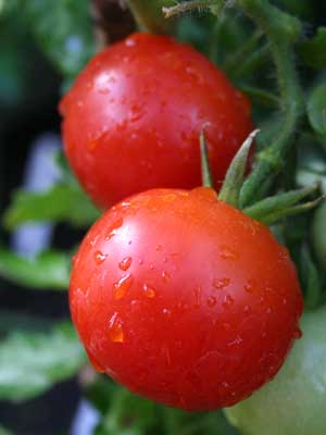 Tomato (Regular) Grow Guide
