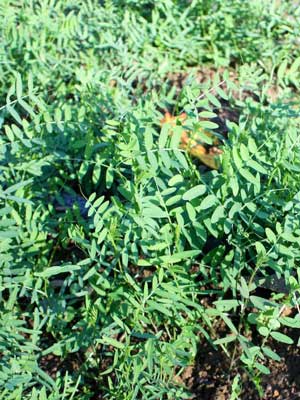Hairy Vetch Grow Guide